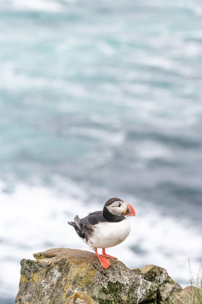 Où voir les macareux en Islande ? - Le guide complet